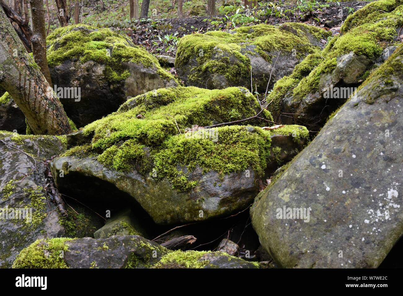 Early spring is shown in this image of brilliant green moss covering ...
