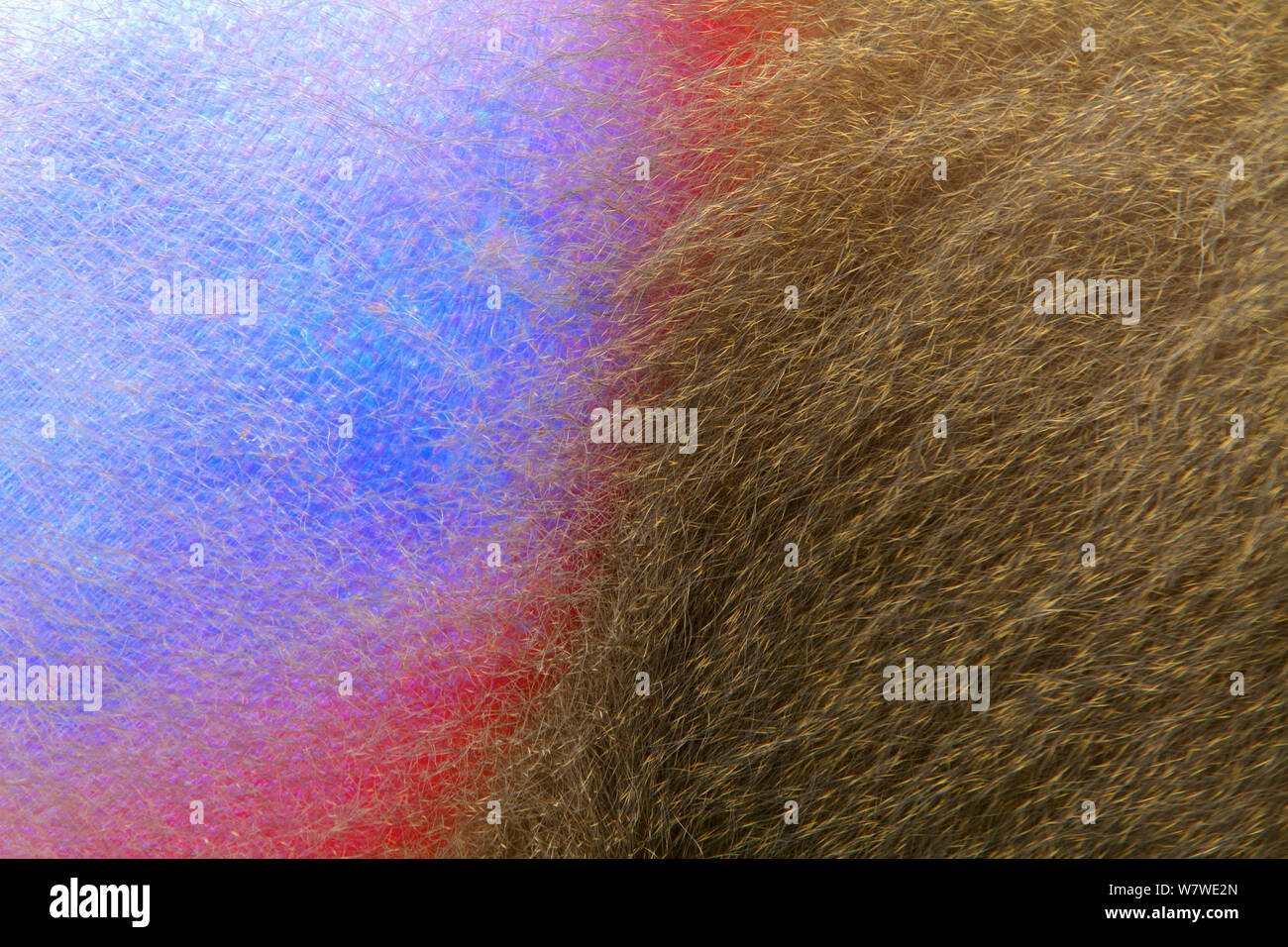 1468136 - - Mandrill male (Mandrillus sphinx) abstract of brightly ...