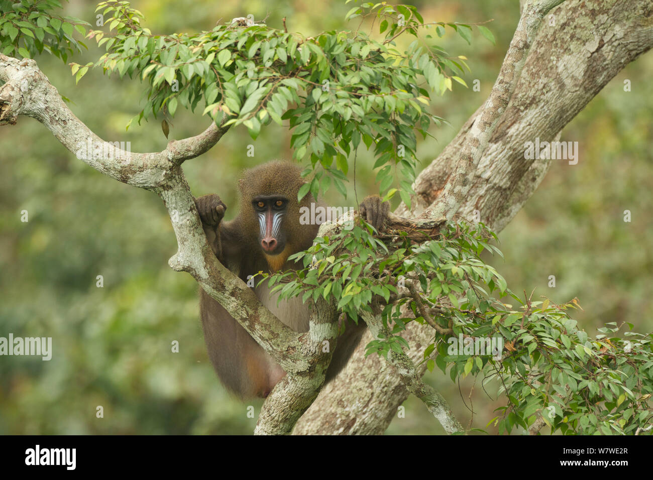 Mandrill (Mandrillus sphinx) female in tree, Lekedi National park ...