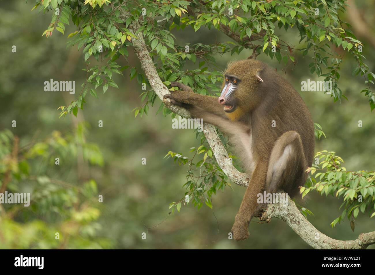 Female mandrill hi-res stock photography and images - Alamy