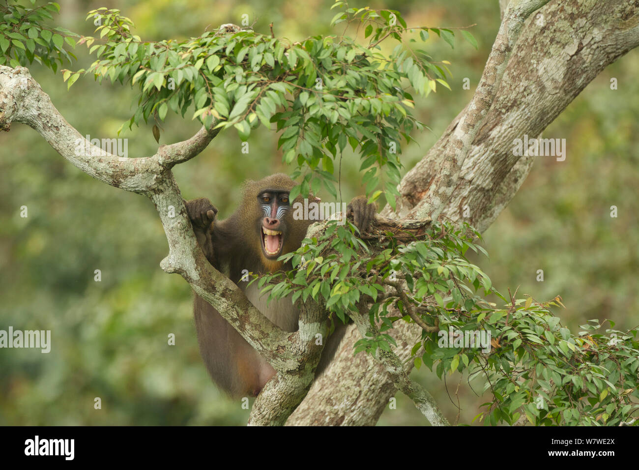 Mandrill (Mandrillus sphinx) female in tree, Lekedi National park ...