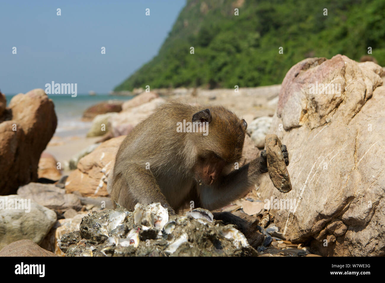 Burmese long tailed macaque (Macaca fascicularis aurea) using stone ...