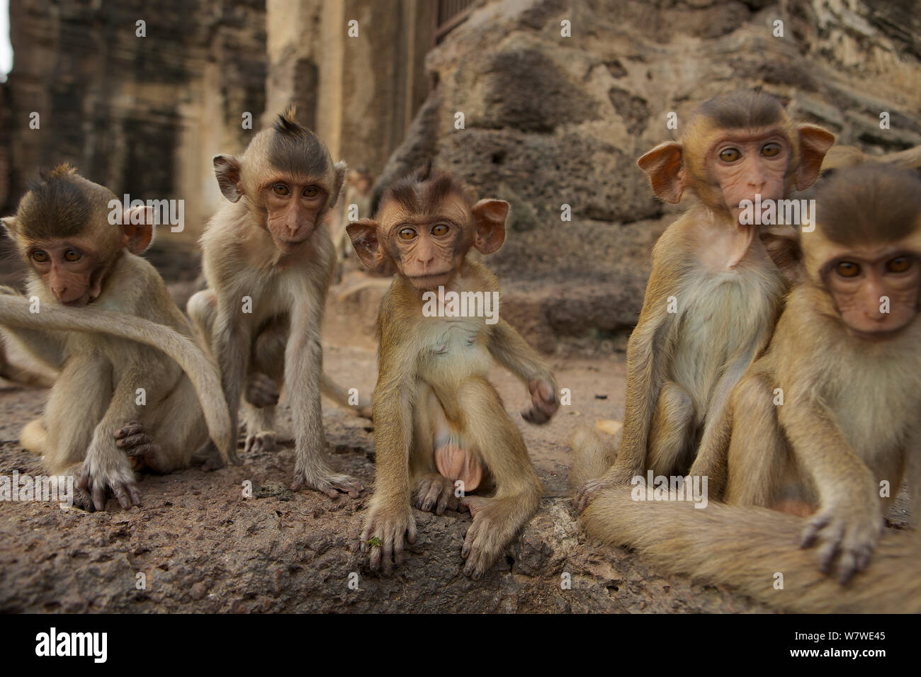 Long-tailed macaques (Macaca fascicularis) group of babies at Monkey ...