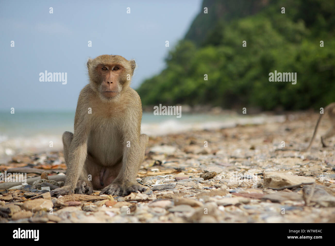 Burmese long tailed macaque (Macaca fascicularis aurea) male on beach ...