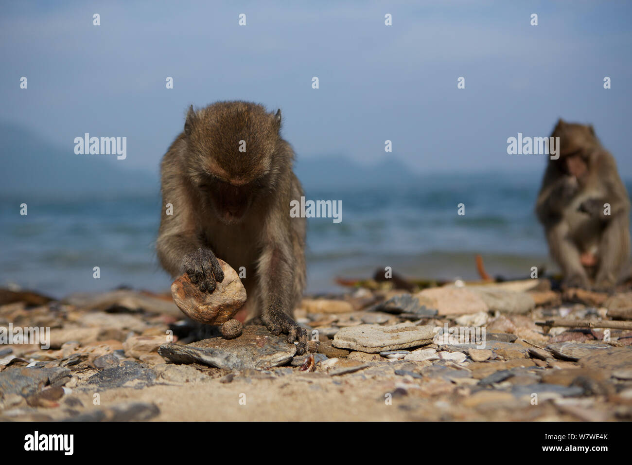 Long tailed macaques tools hi-res stock photography and images - Alamy