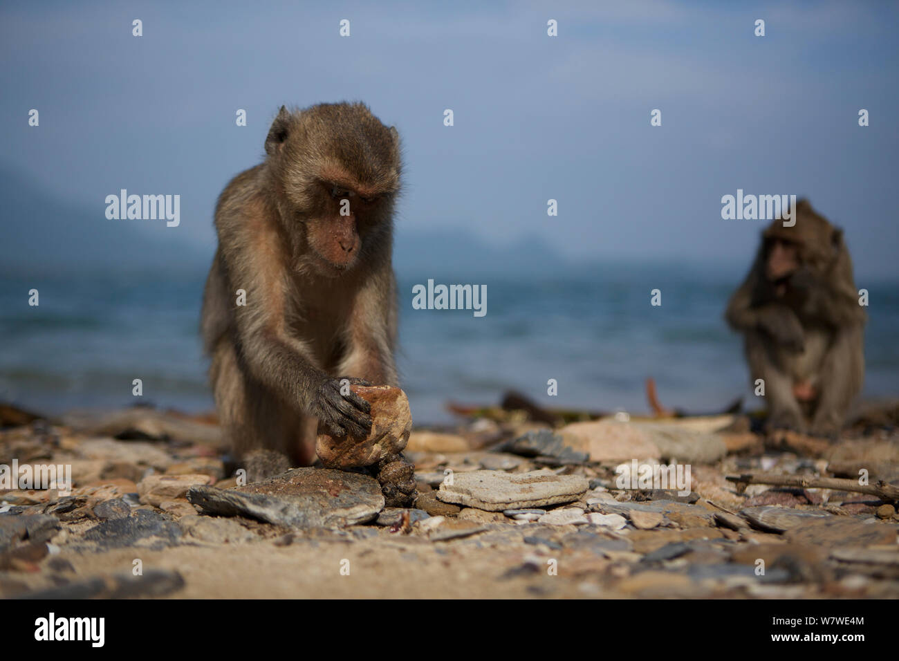 Macaque tool use hi-res stock photography and images - Alamy
