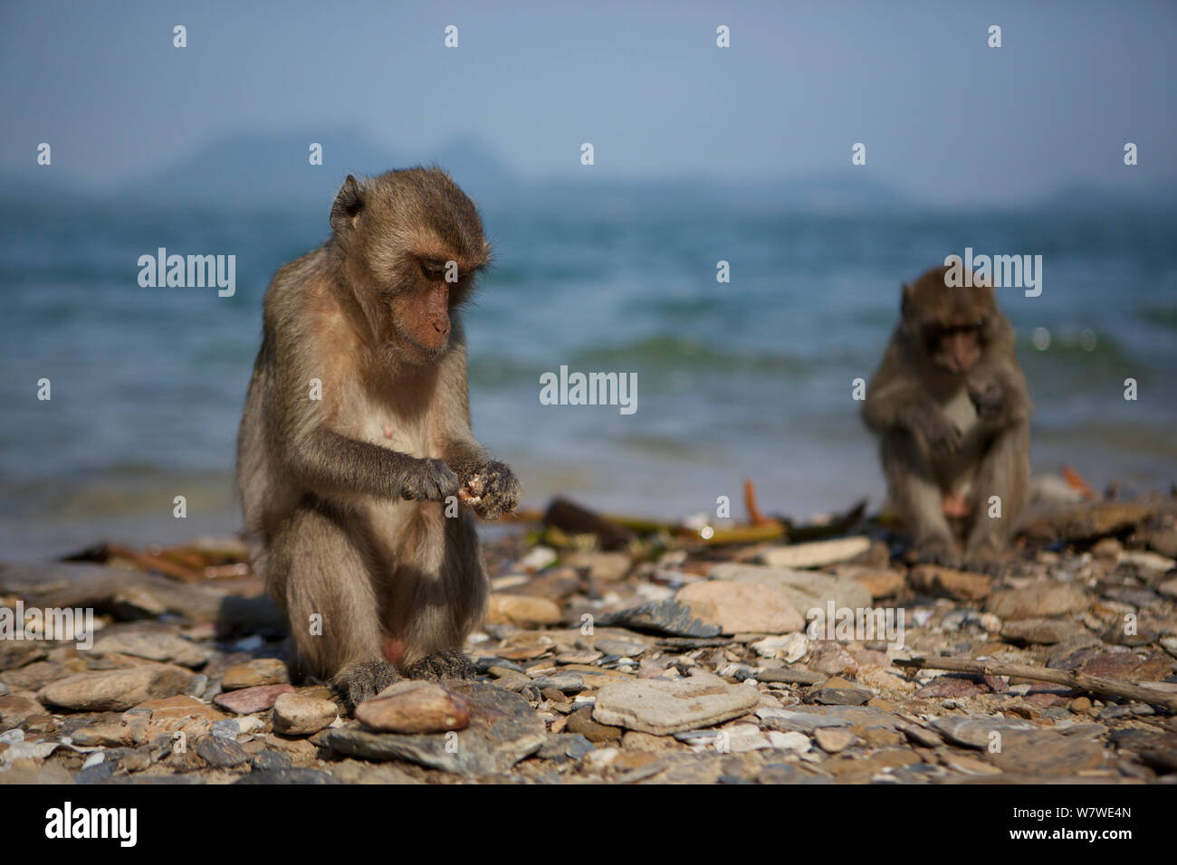 Macaque tool use hi-res stock photography and images - Alamy