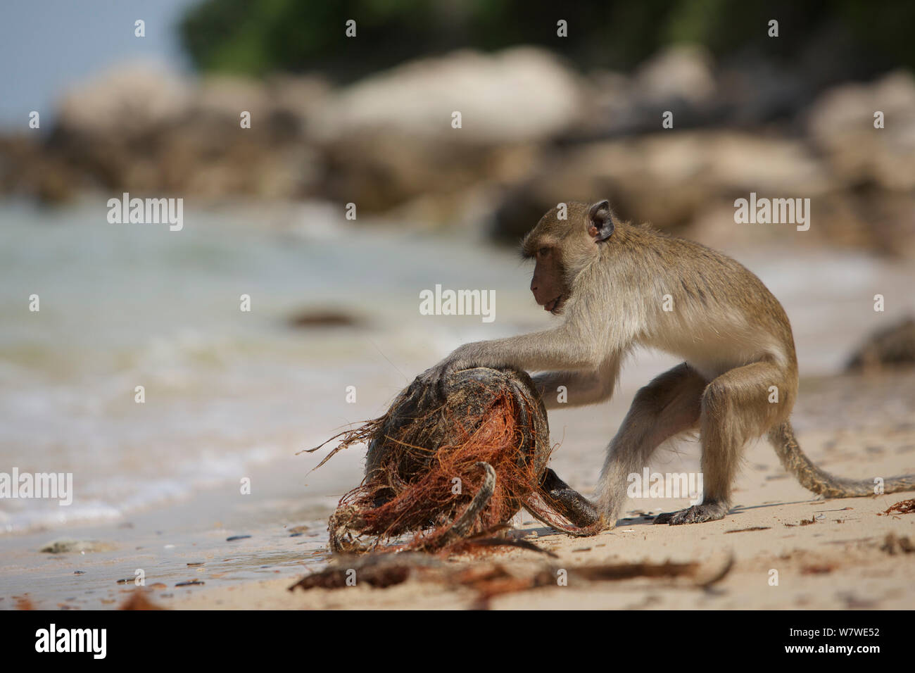 Burmese long tailed macaque (Macaca fascicularis aurea) trying to open ...