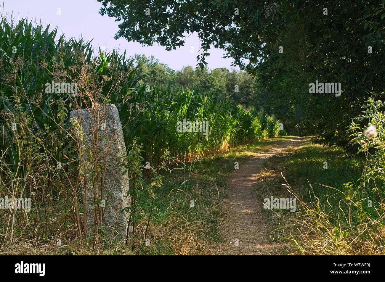 small trail between a cornfield and a forrest Stock Photo - Alamy