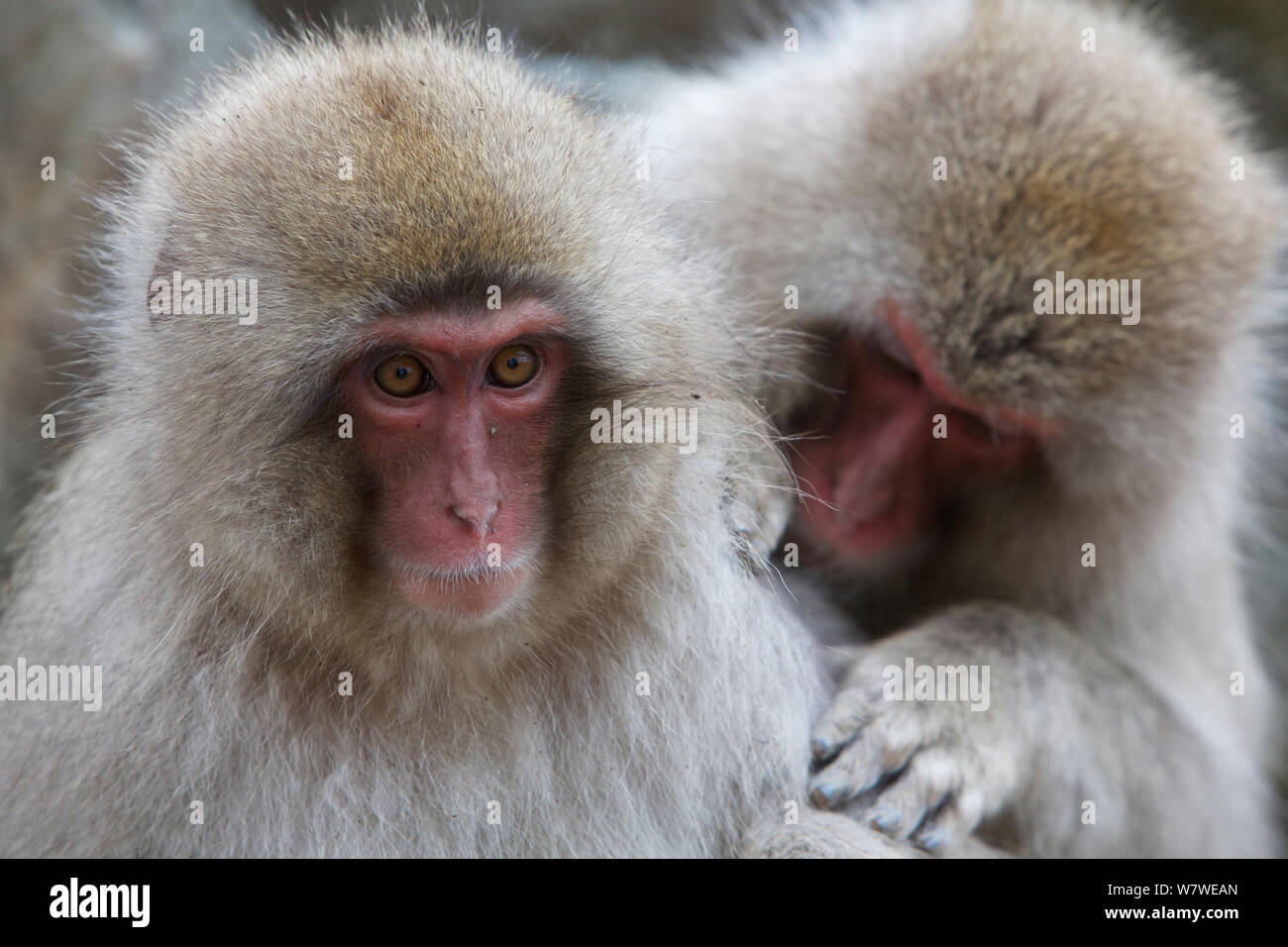 Japanese macaque (Macaca fuscata) grooming near hot spring, Jigokudani ...
