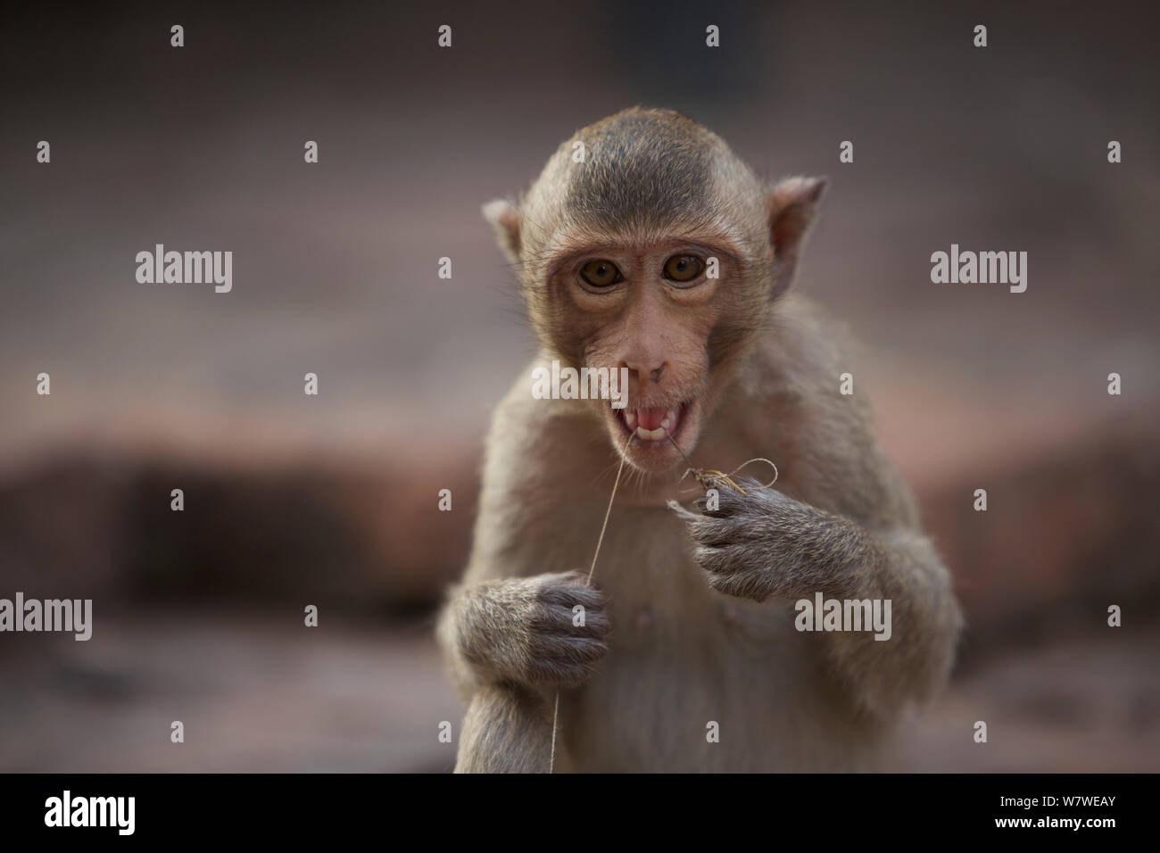 Long-tailed macaque (Macaca fascicularis) juvenile flossing its teeth ...