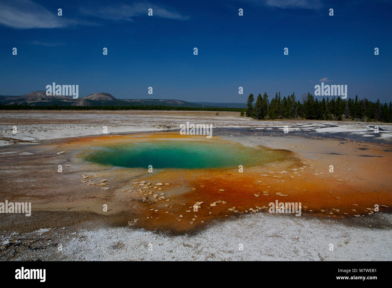 Opal Pool, with terraces of bacteria mats and red algae, Yellowstone ...