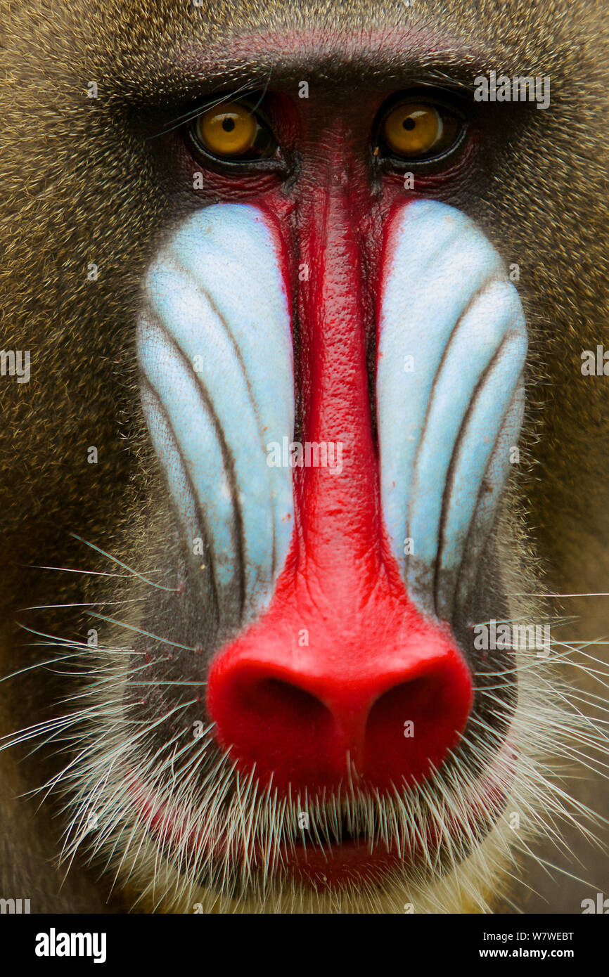 Mandrillus escherichi hi-res stock photography and images - Alamy