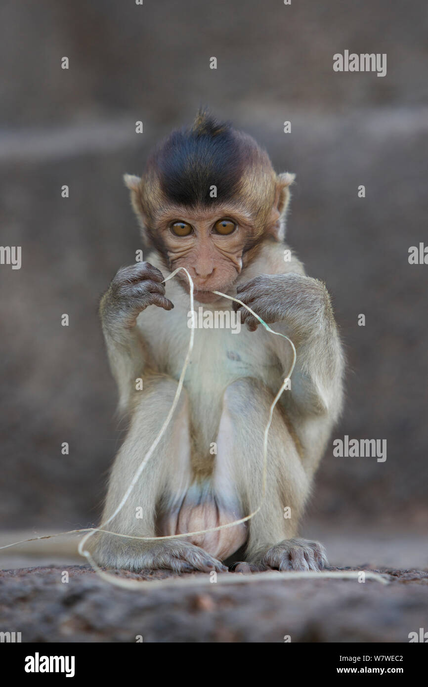 Juvenile Long-tailed macaque (Macaca fascicularis) teeth flossing with ...