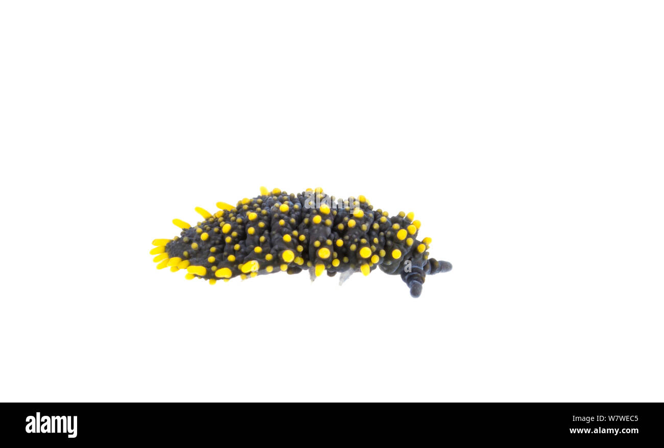 Giant springtail (Holacanthella paucispinosa) Borland Nature track ...