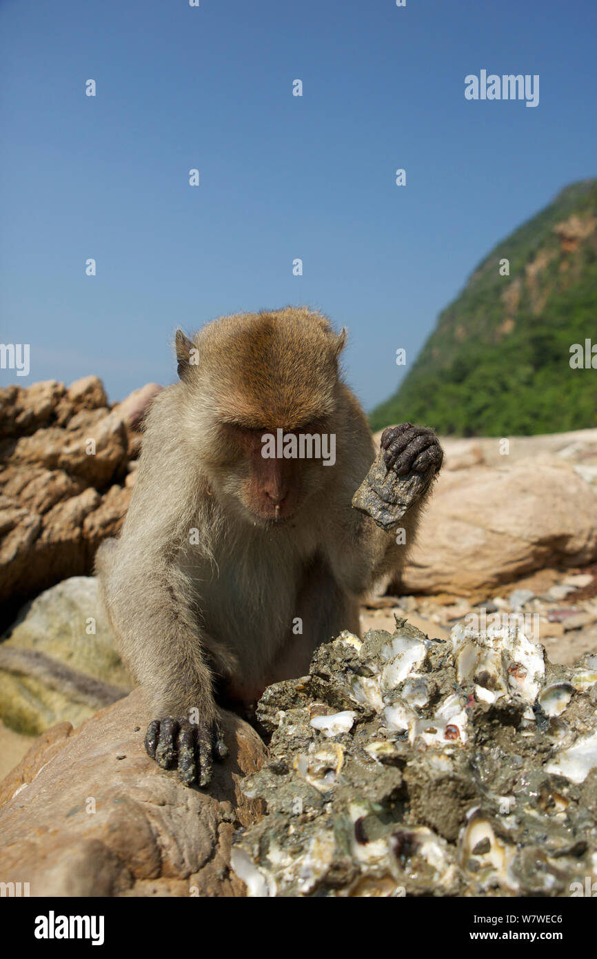 Burmese long tailed macaque (Macaca fascicularis aurea) using stone ...