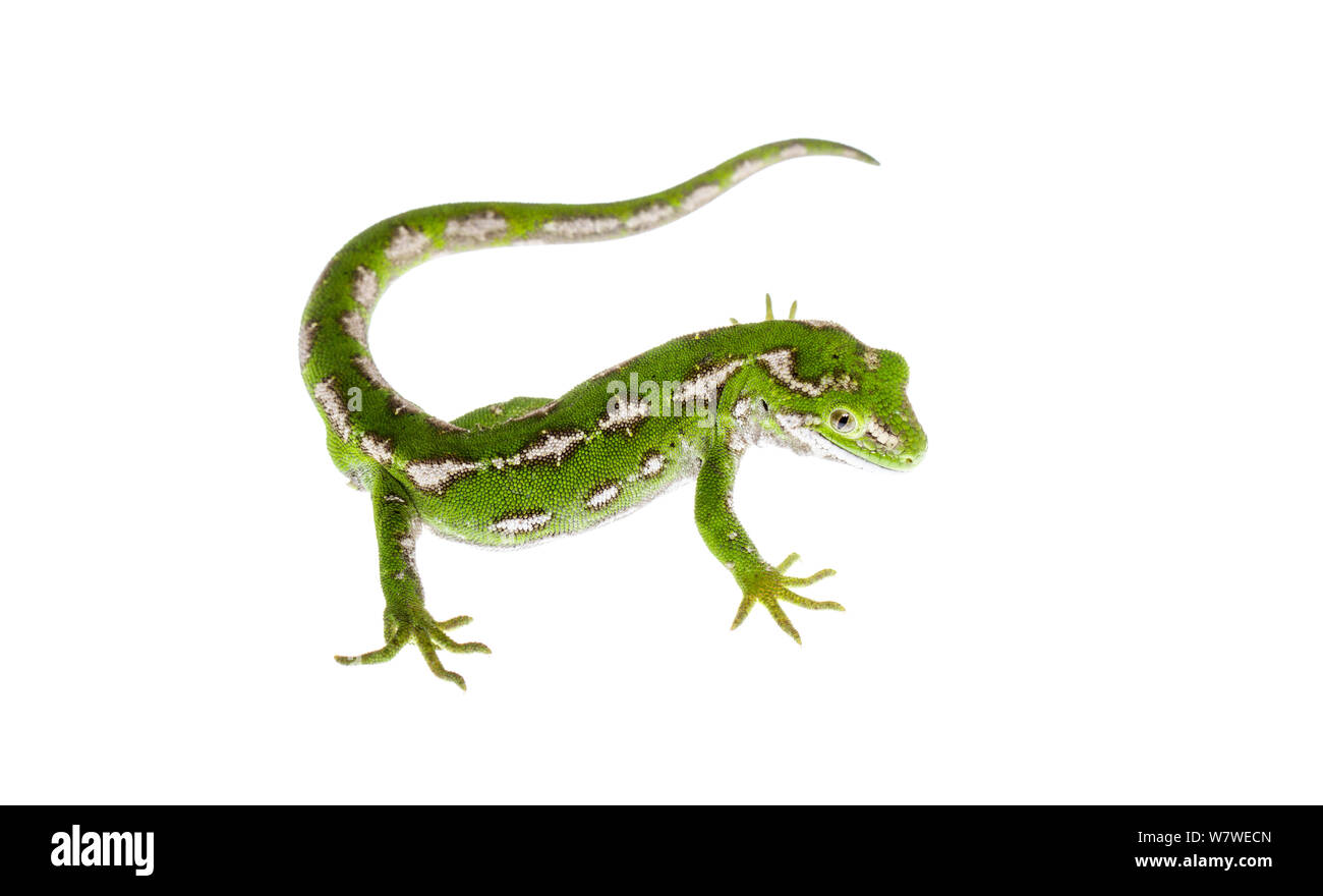 Jewelled gecko hi-res stock photography and images - Alamy