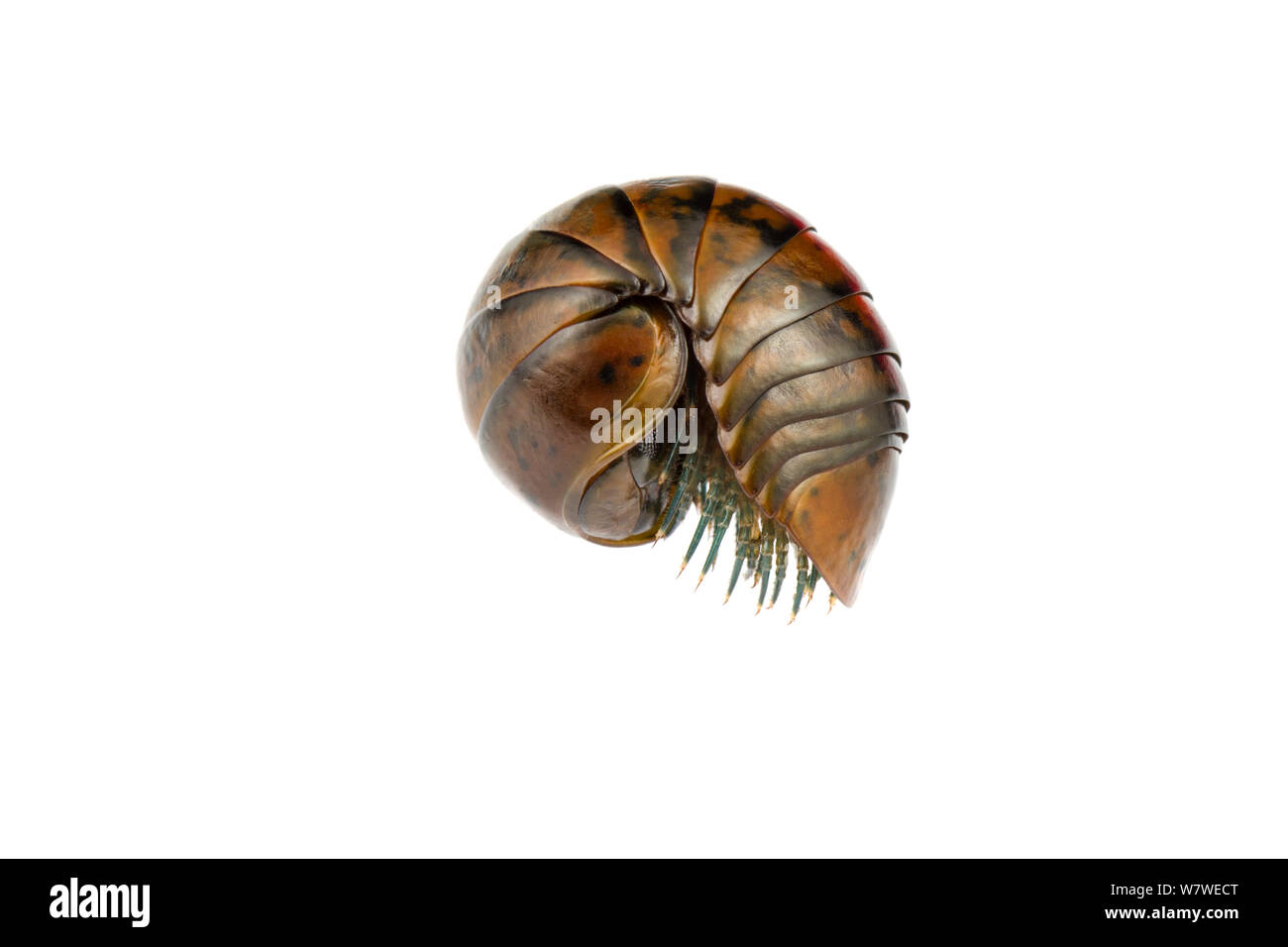 Pill millipede new zealand hi-res stock photography and images - Alamy