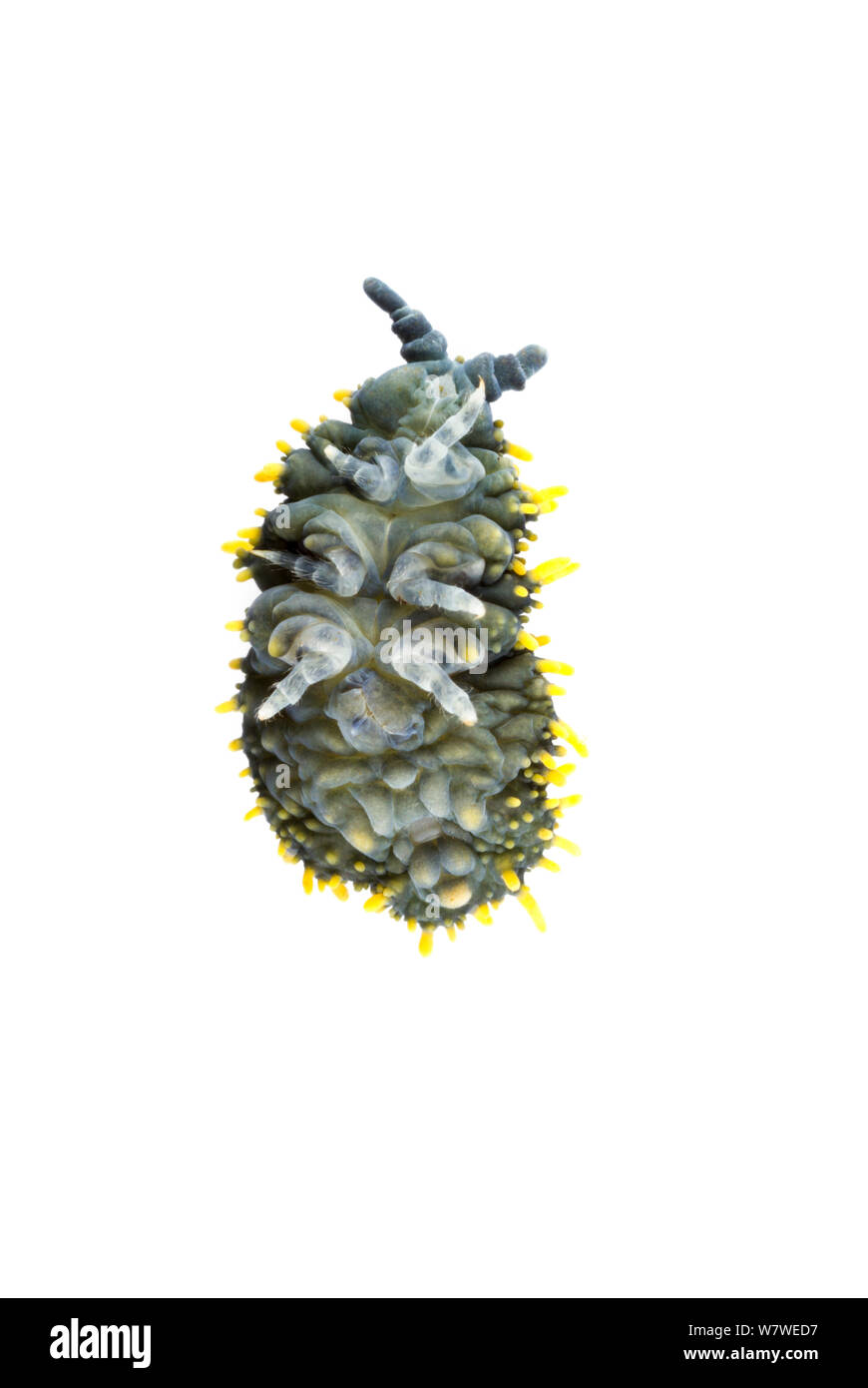 Giant springtail (Holacanthella paucispinosa) Borland Nature track ...