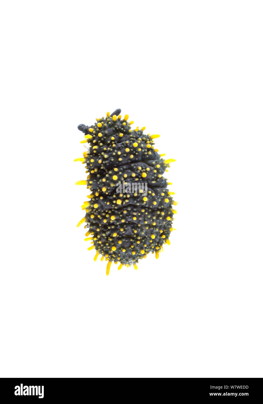 Holacanthella paucispinosa hi-res stock photography and images - Alamy