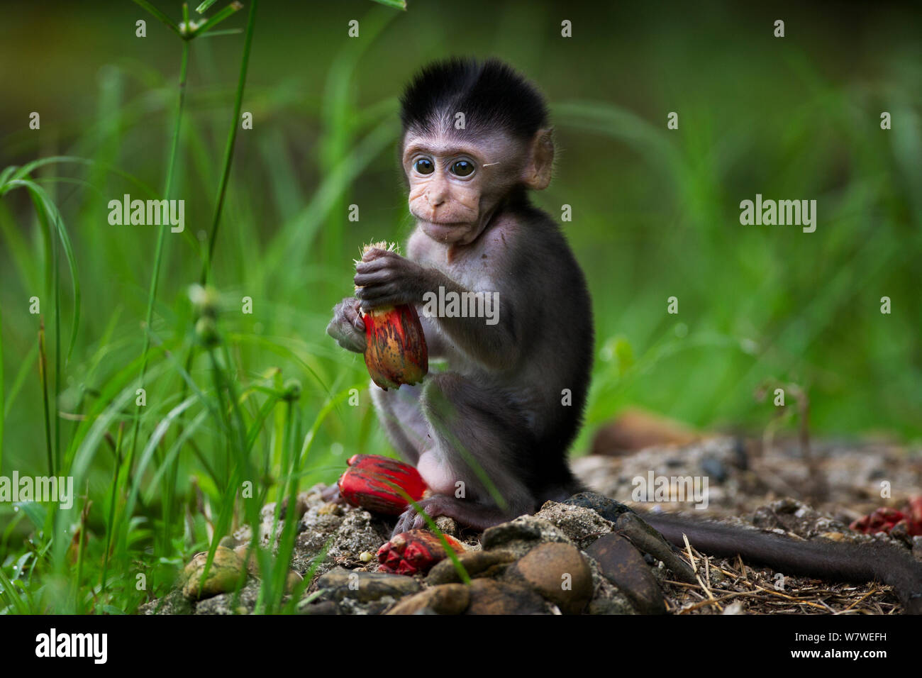What Exact Species of Monkey is This Baby Monkey? : r/animalid