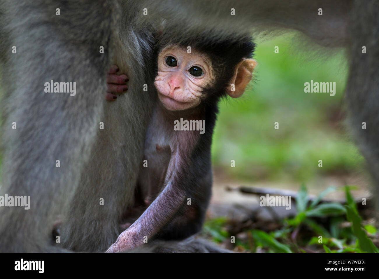 Young monkey clinging to its mother hi-res stock photography and images ...