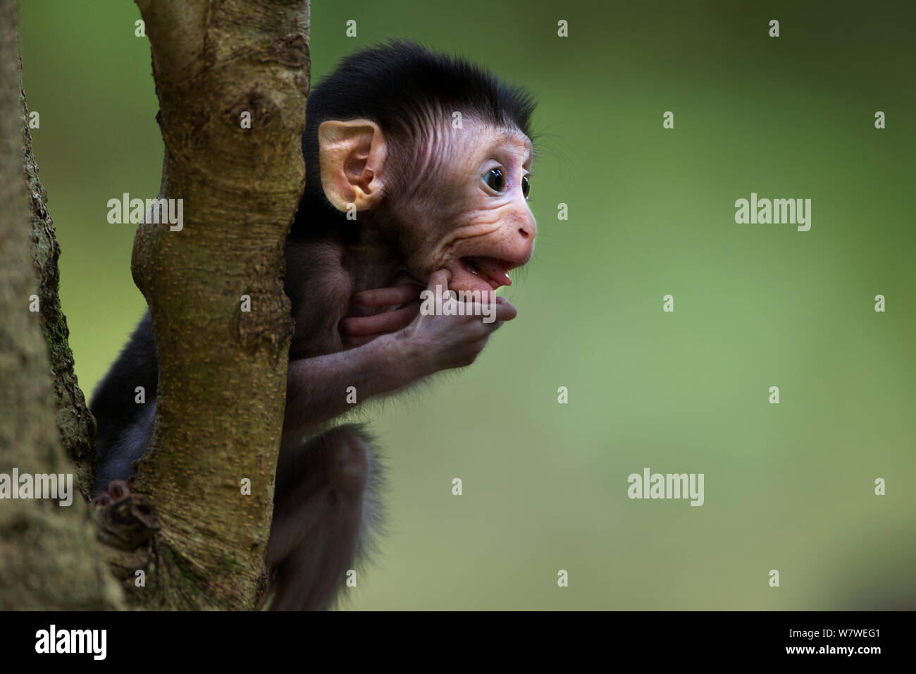 Monkey hanging on to branch hi-res stock photography and images - Alamy