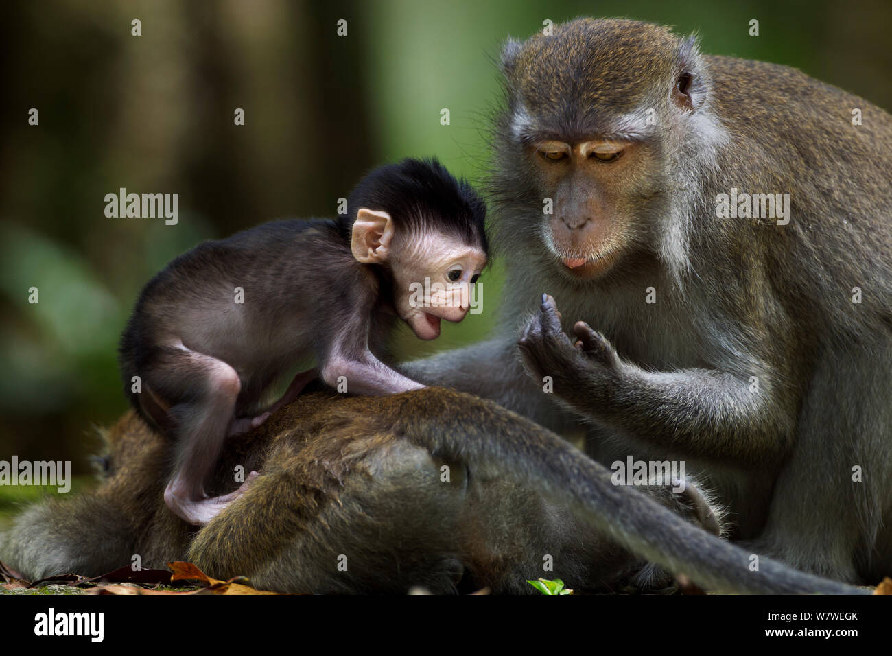 Long-tailed macaque (Macaca fascicularis) baby aged 2-4 weeks playing ...
