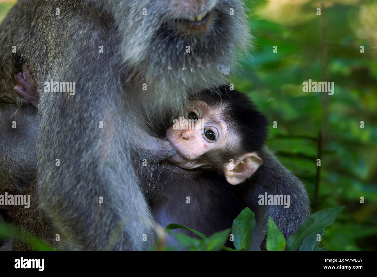 Long-tailed macaque (Macaca fascicularis) baby aged 2-4 weeks suckling ...