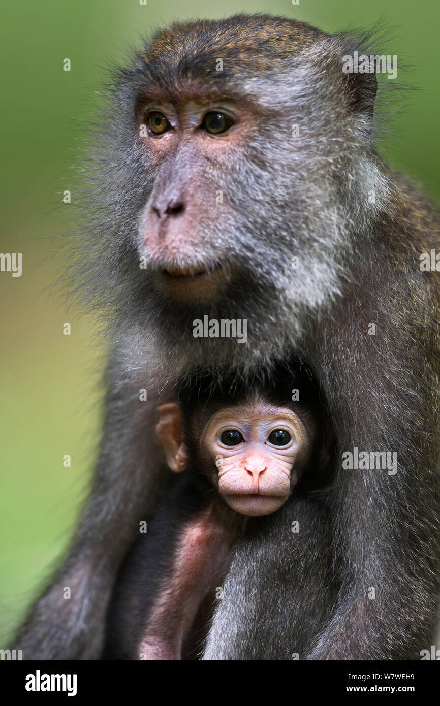 Long-tailed macaque (Macaca fascicularis) baby aged 2-4 weeks sitting ...