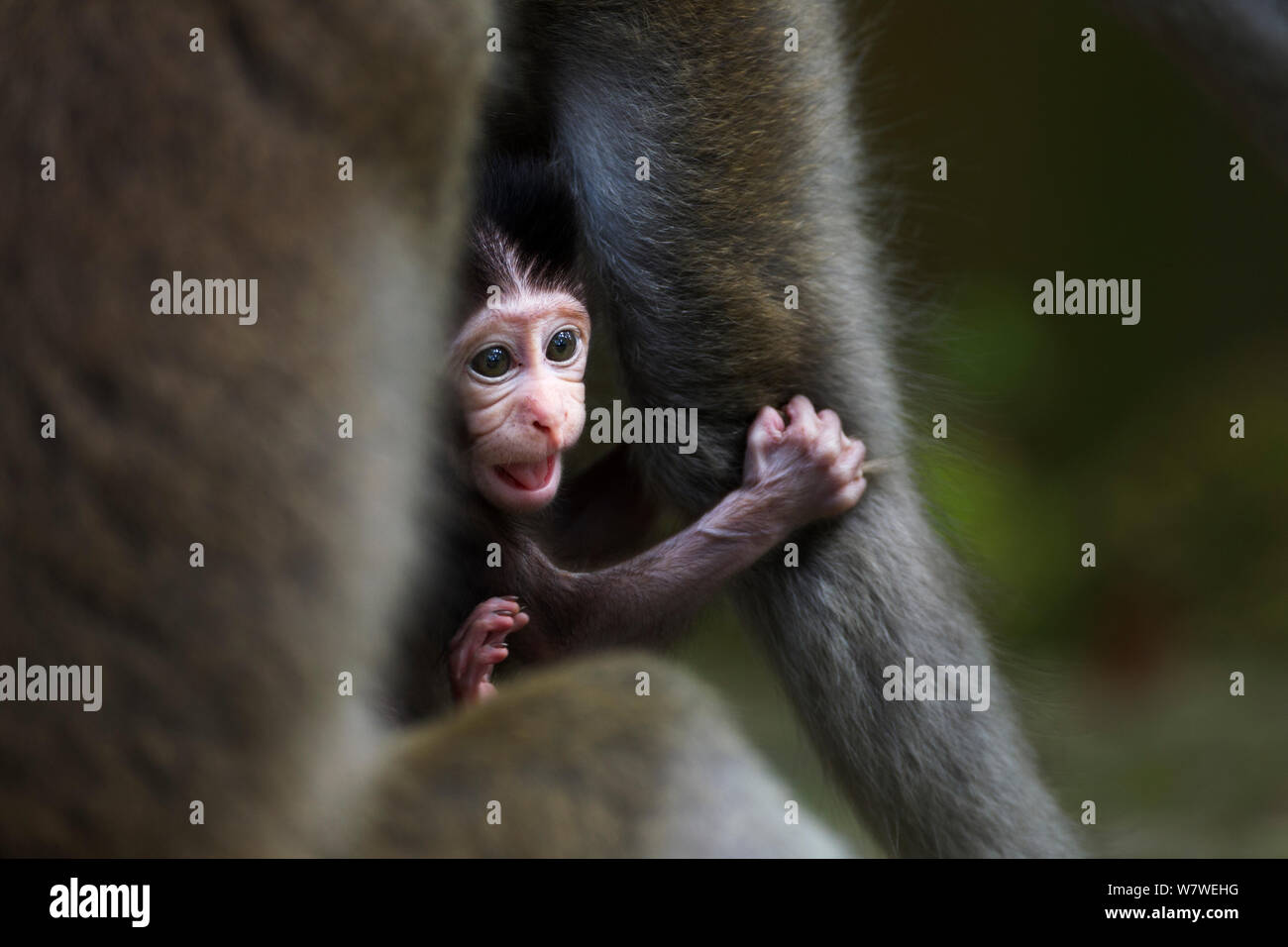 Long-tailed macaque (Macaca fascicularis) baby aged 2-4 weeks peering ...