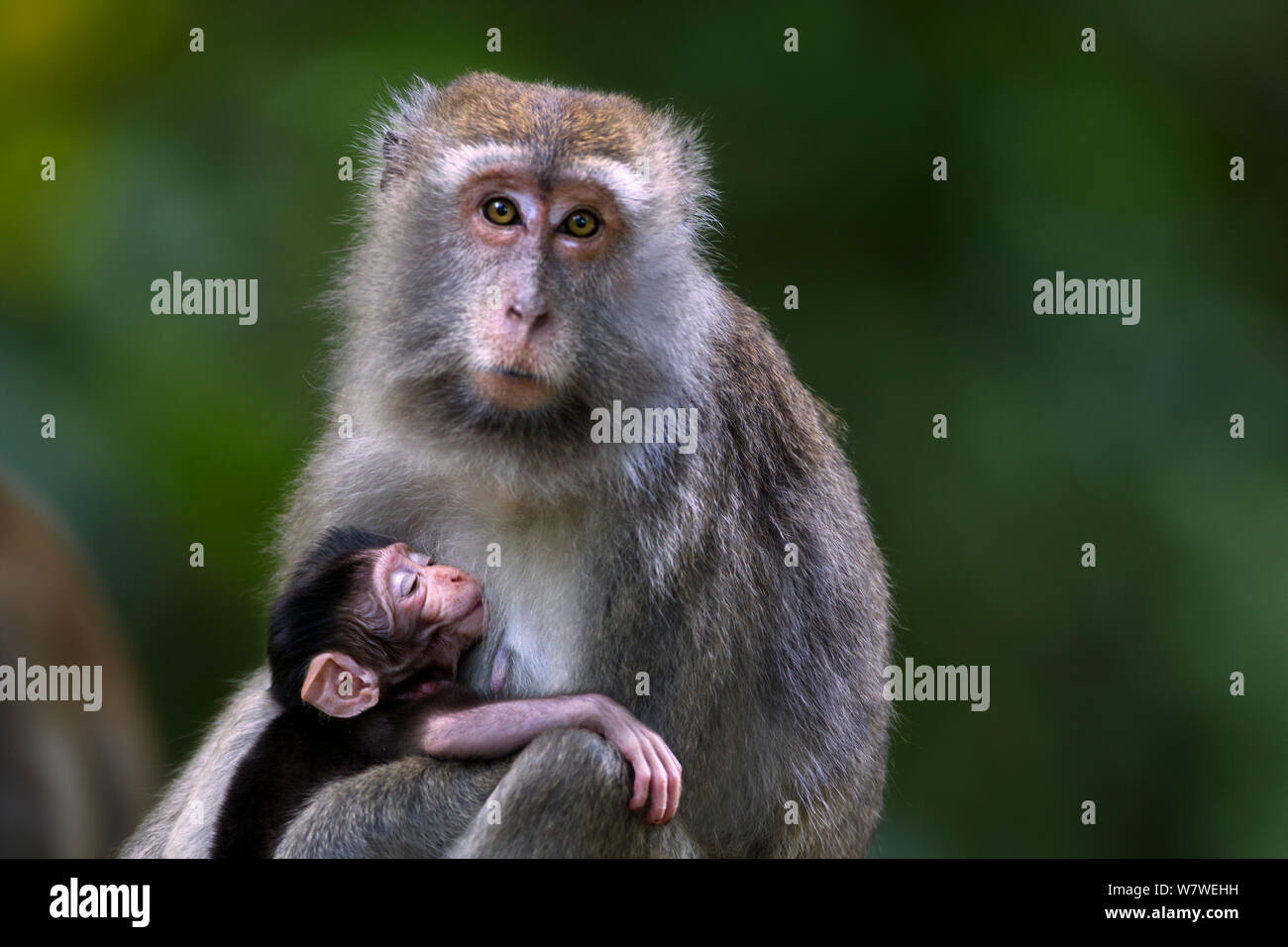 Long-tailed macaque (Macaca fascicularis) baby aged 2-4 weeks sucklings ...