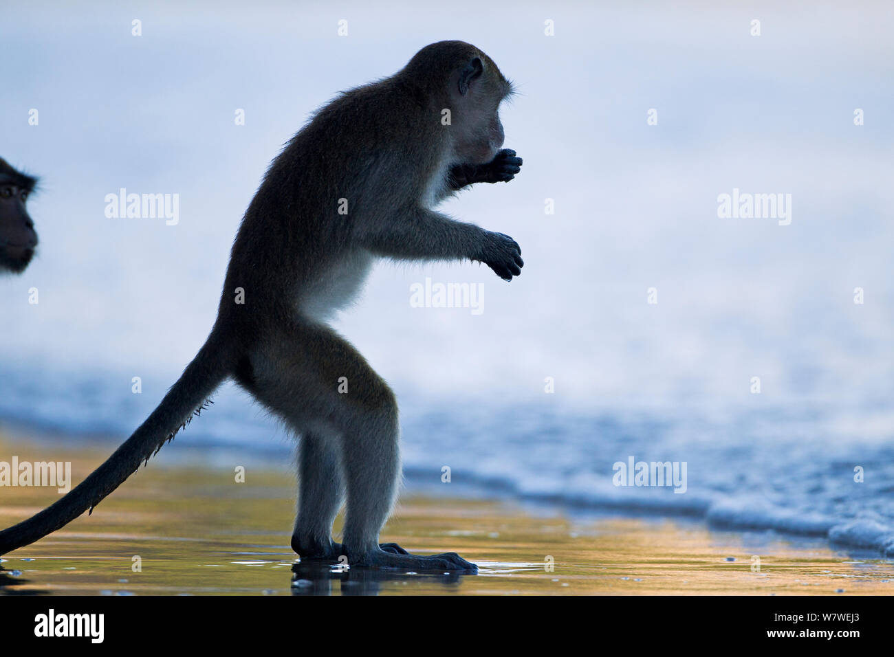 Long-tailed macaque (Macaca fascicularis) adolescent male standing on ...