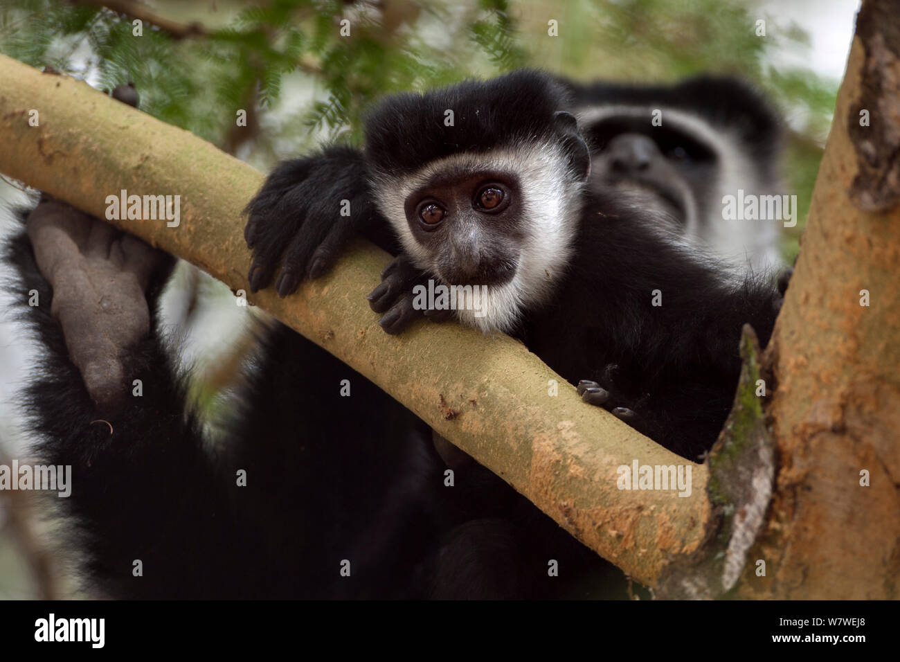 Eastern Black-and-white Colobus (Colobus guereza) baby aged 6-9 months ...