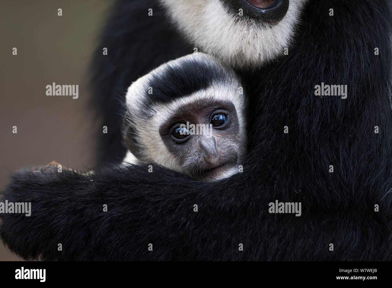 Animal monkey young baby colobus hi-res stock photography and images ...