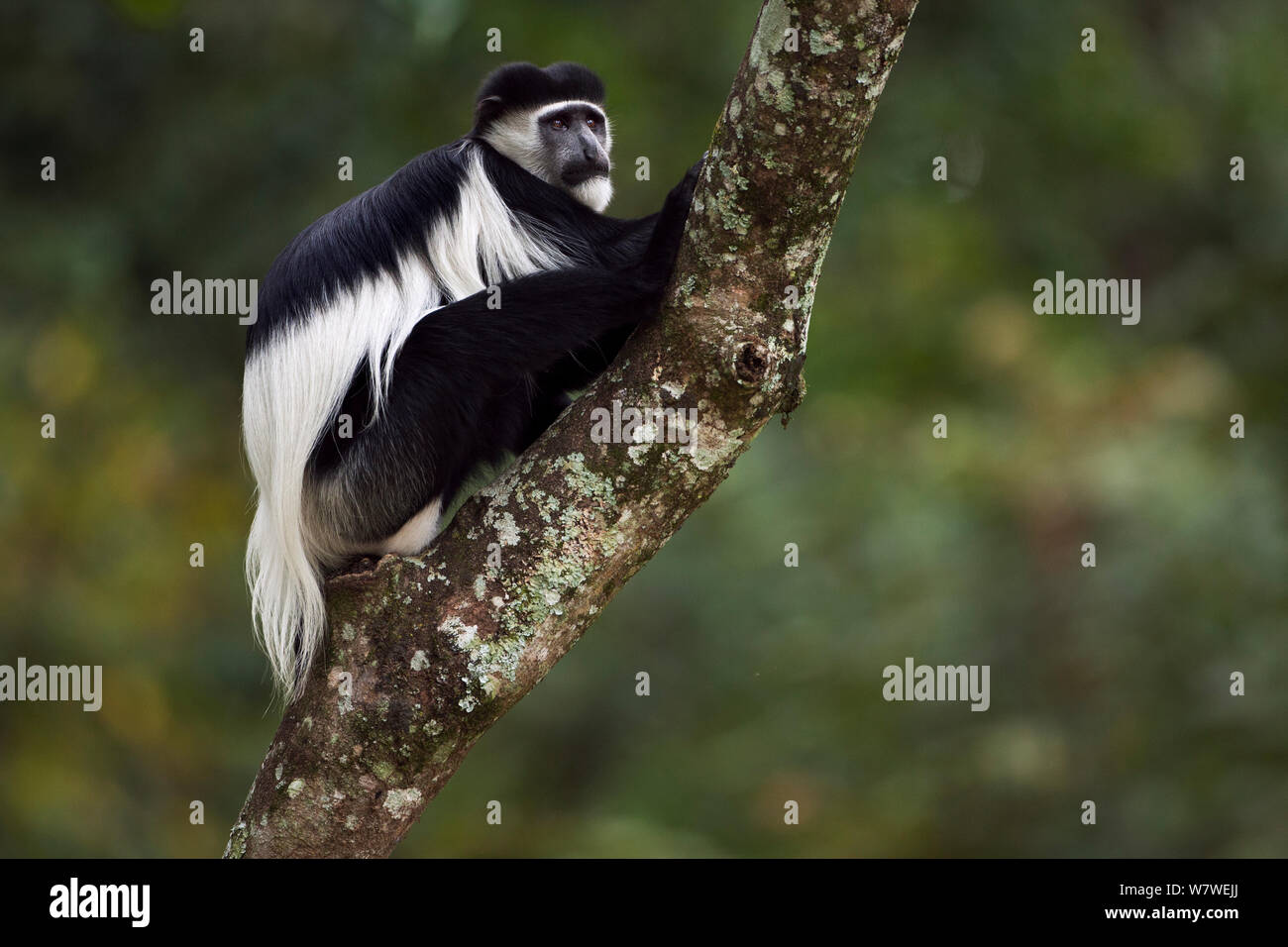 Eastern Black-and-white Colobus (Colobus guereza) female sitting in a ...