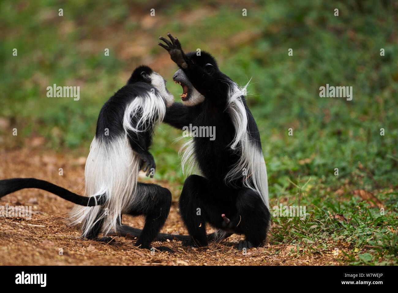 Fighting monkeys hi-res stock photography and images - Alamy