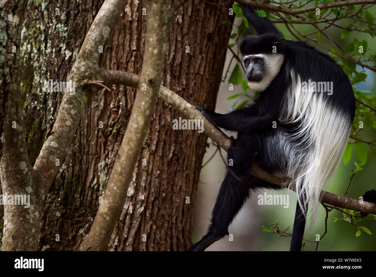 Kakamega forest national reserve hi-res stock photography and images ...