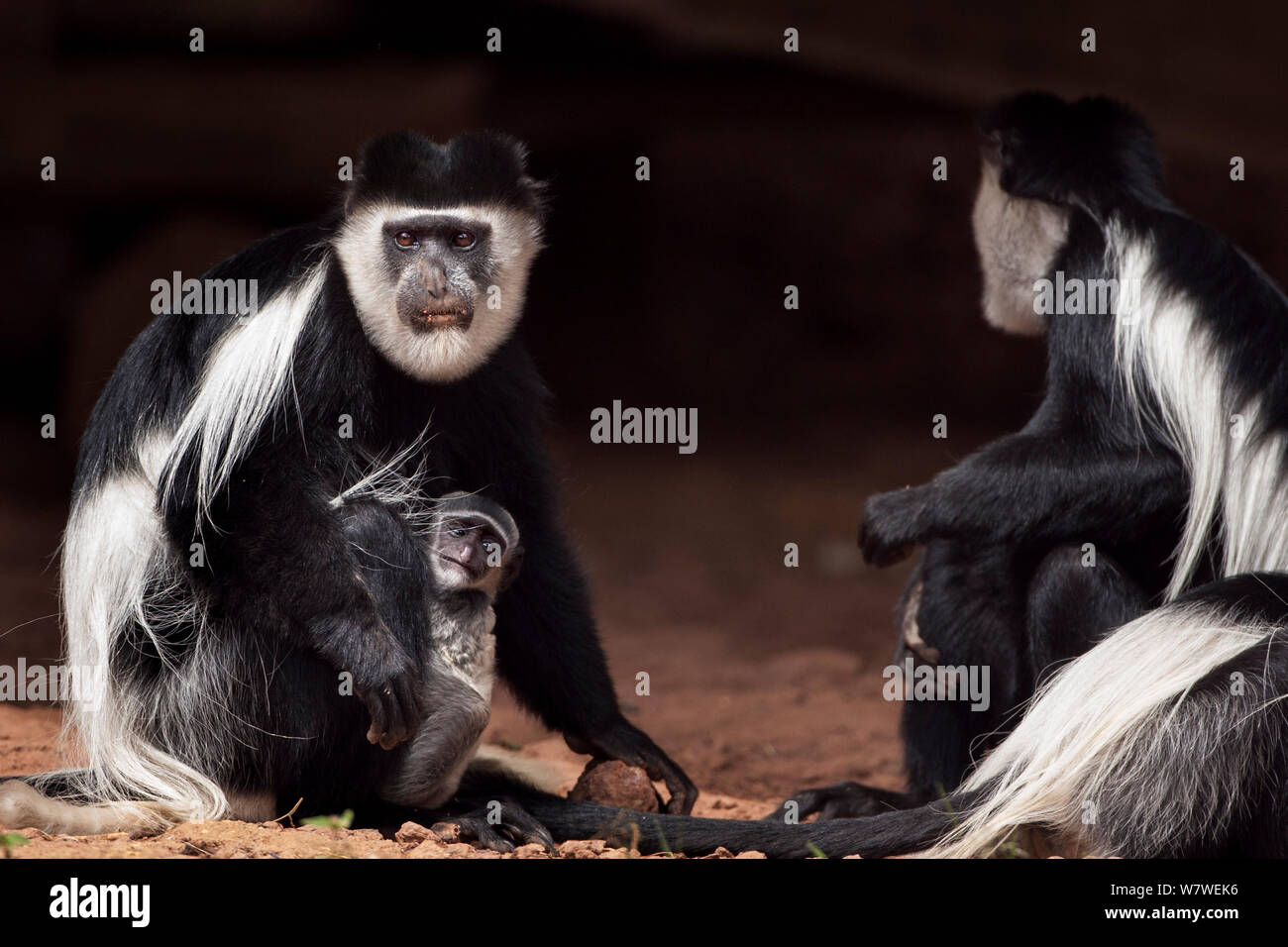 Black and white colobus monkey female young hi-res stock photography ...