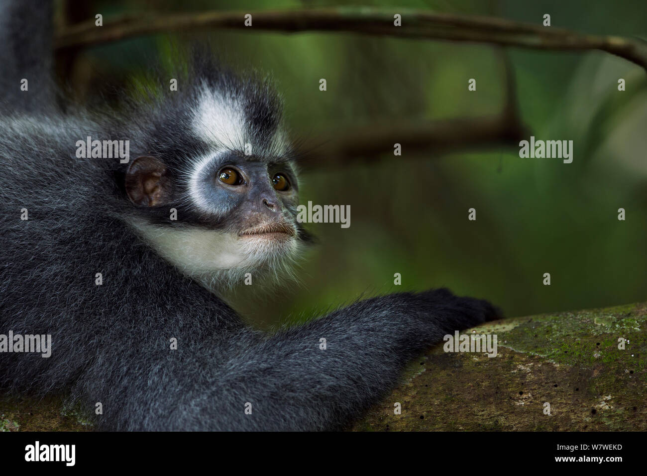 North sumatran leaf monkey hi-res stock photography and images - Alamy