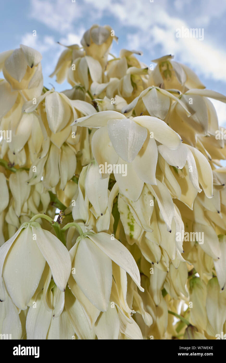 Yucca aloifolia in bloom Stock Photo - Alamy