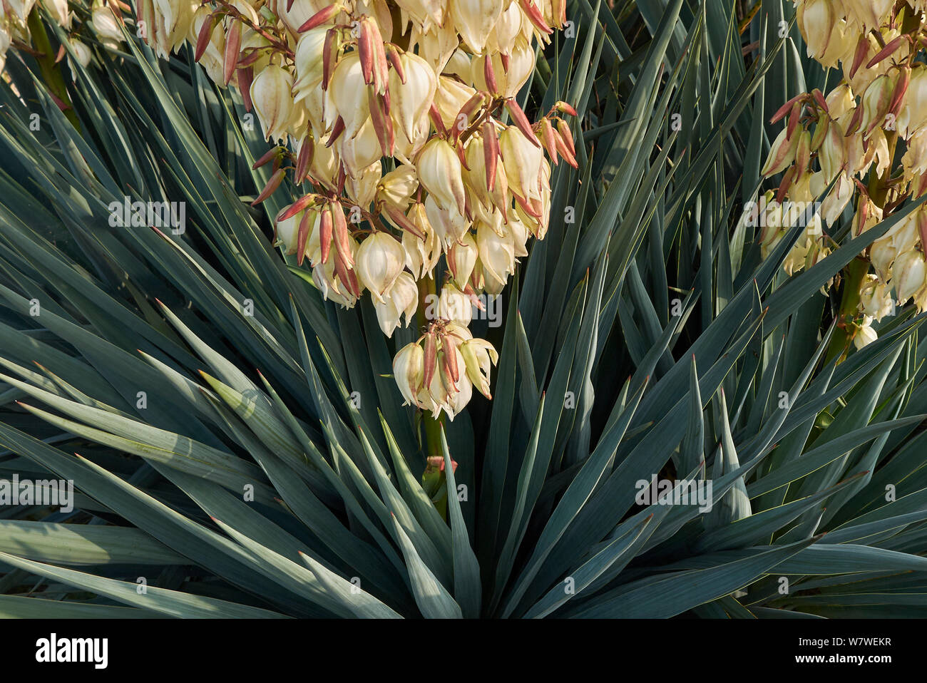 Yucca gloriosa hi-res stock photography and images - Alamy