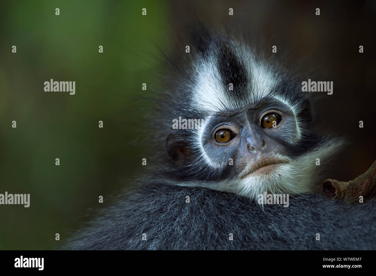Northern Sumatran or Thomas Leaf monkey (Presbytis thomasi) female ...