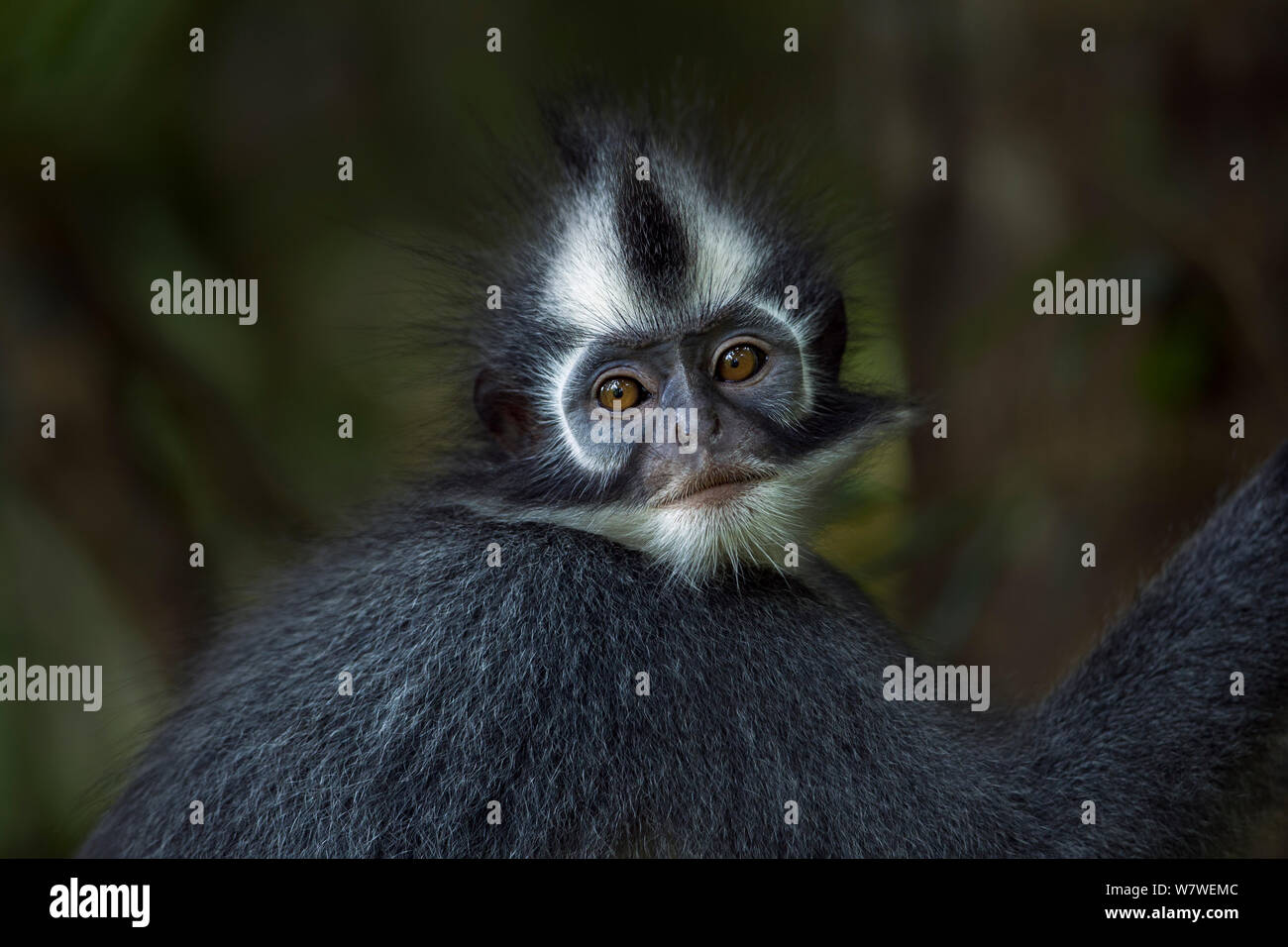 Northern Sumatran or Thomas Leaf monkey (Presbytis thomasi) female ...
