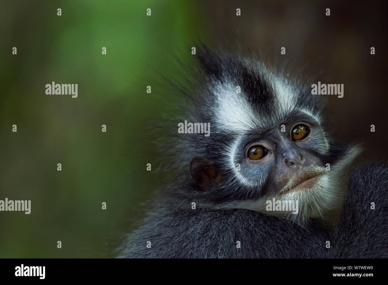 Thomas Leaf monkey (Presbytis thomasi) female - portrait. Gunung Leuser ...