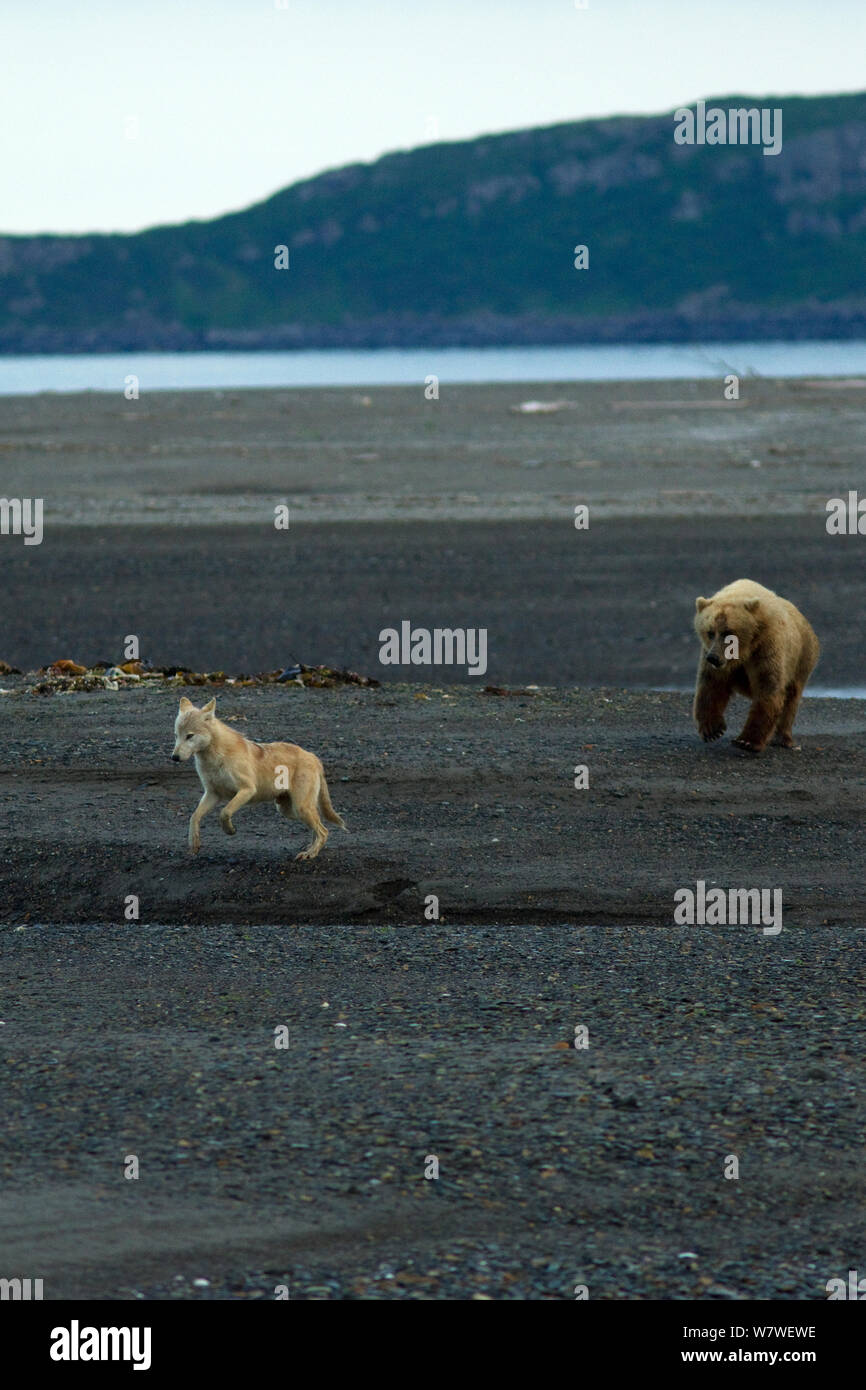 Grizzly bear (Ursus arctos horribilis) chasing grey wolf (Canis lupus ...