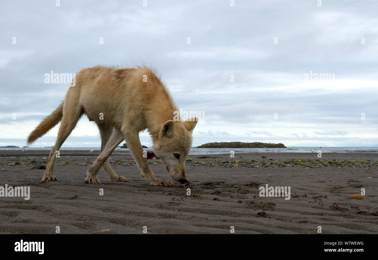 Grey wolf (Canis lupus) smelling ground, Katmai National Park, Alaska ...