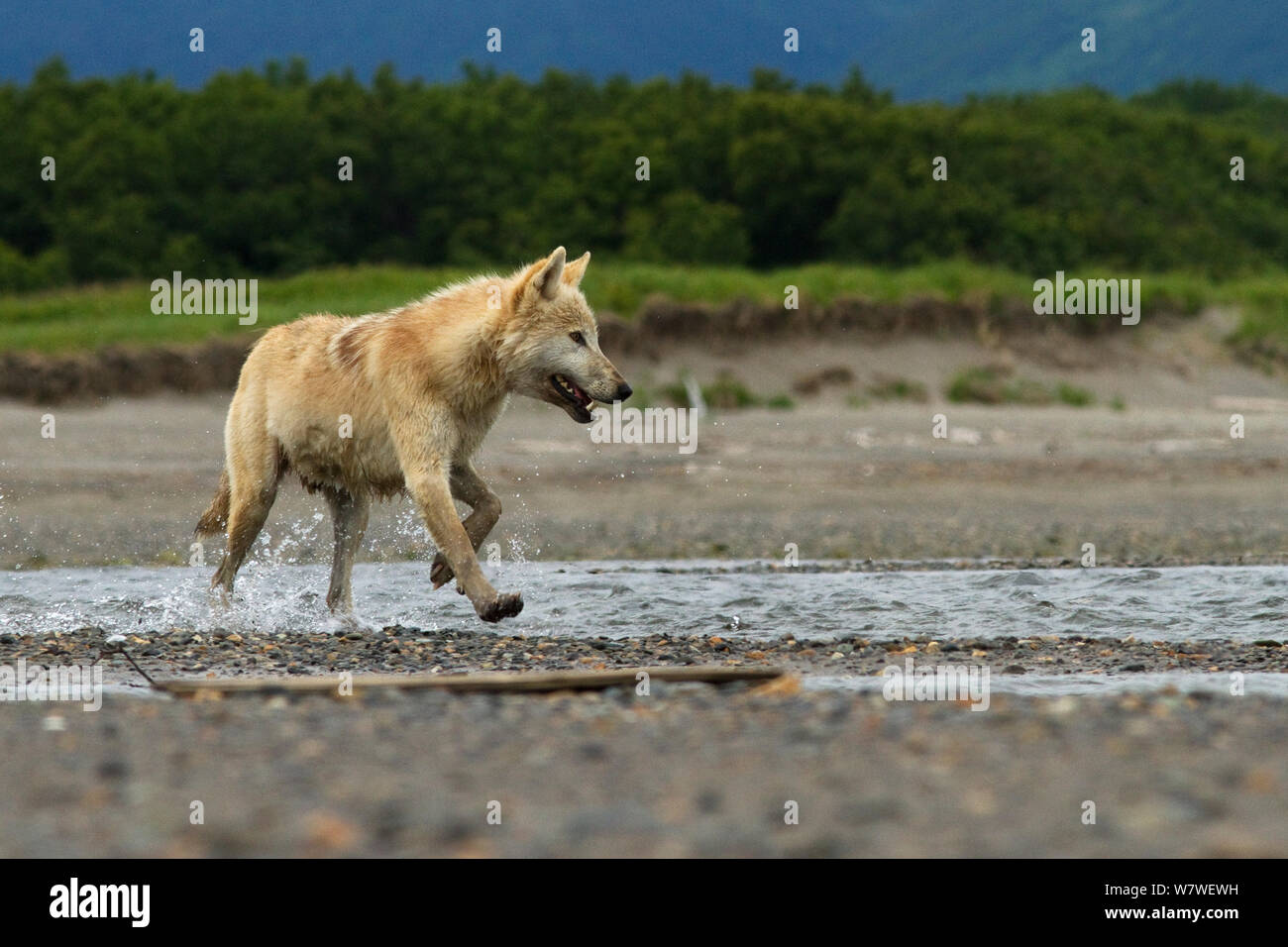 Grey wolf (Canis lupus) hunting pacific salmon, Katmai National Park ...
