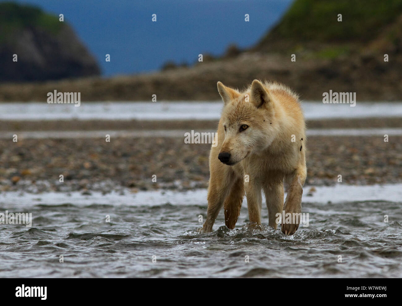Grey wolf (Canis lupus) Katmai National Park, Alaska, USA, August Stock ...