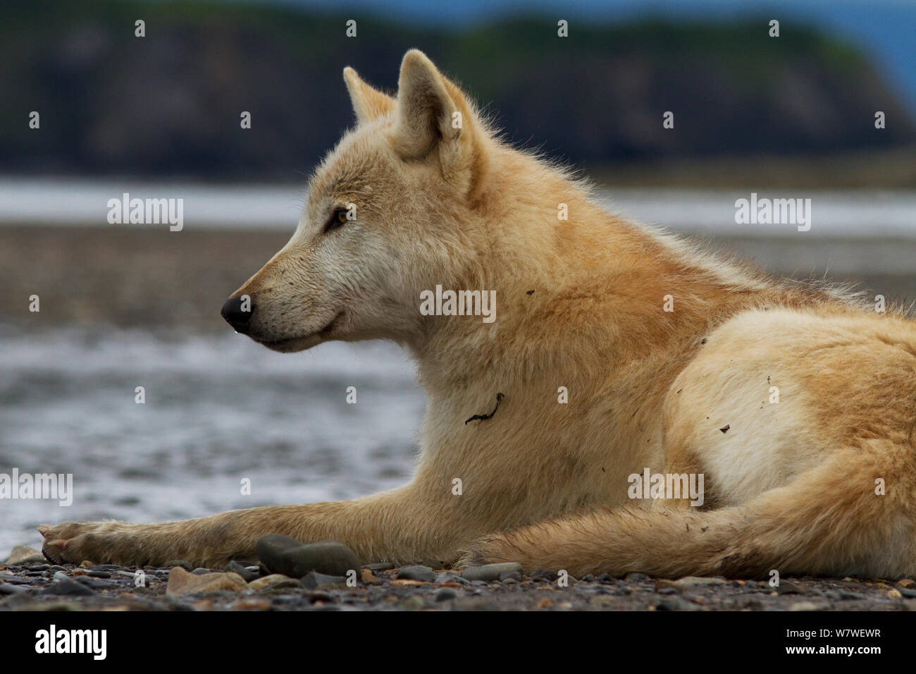 Wolf down hi-res stock photography and images - Alamy